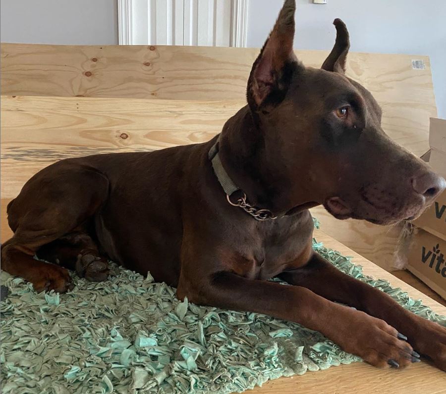 Upcoming Litter Reservation Status | Euroline Doberman